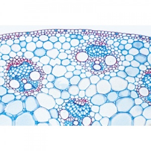 Arrangement and Types of Vascular Bundles Microscope Slides - LabWorld.co.uk